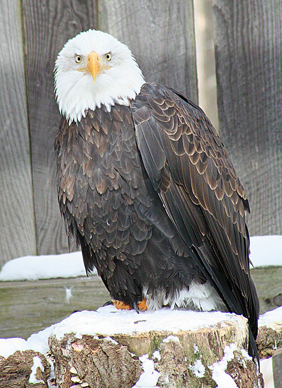 Audubon’s bald eagle Liberty dies | News, Sports, Jobs - Observer Today
